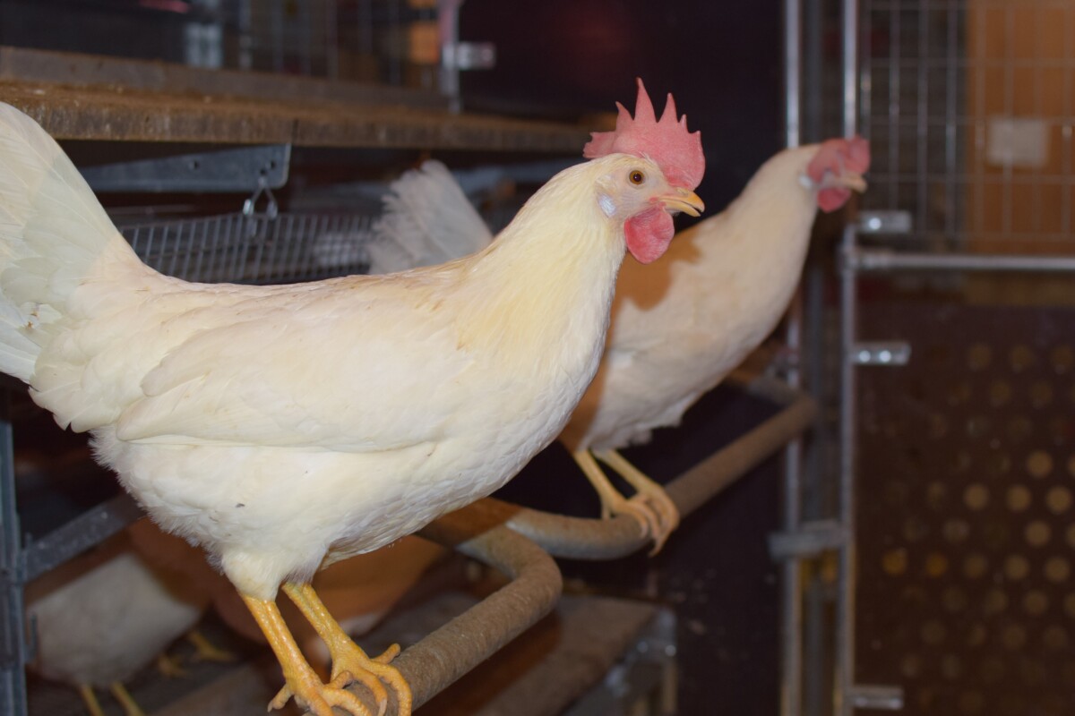 Our Local Eggs - Valley Fresh Foods