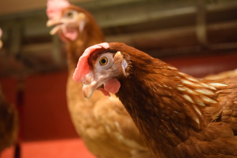 Valley Fresh Foods - High Quality Fresh Eggs for Over 70 Years